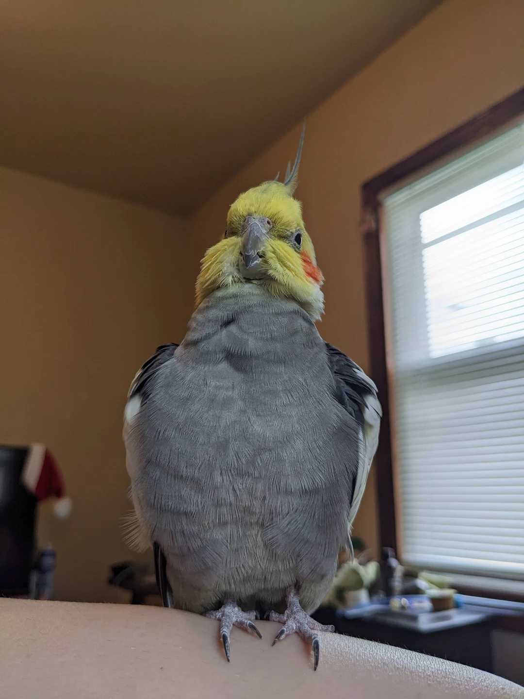 Dusty turns 16 today! ,🎉 | Scrolller