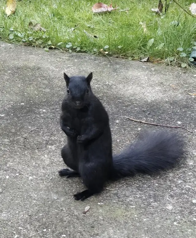 Buff Squirrel | Scrolller