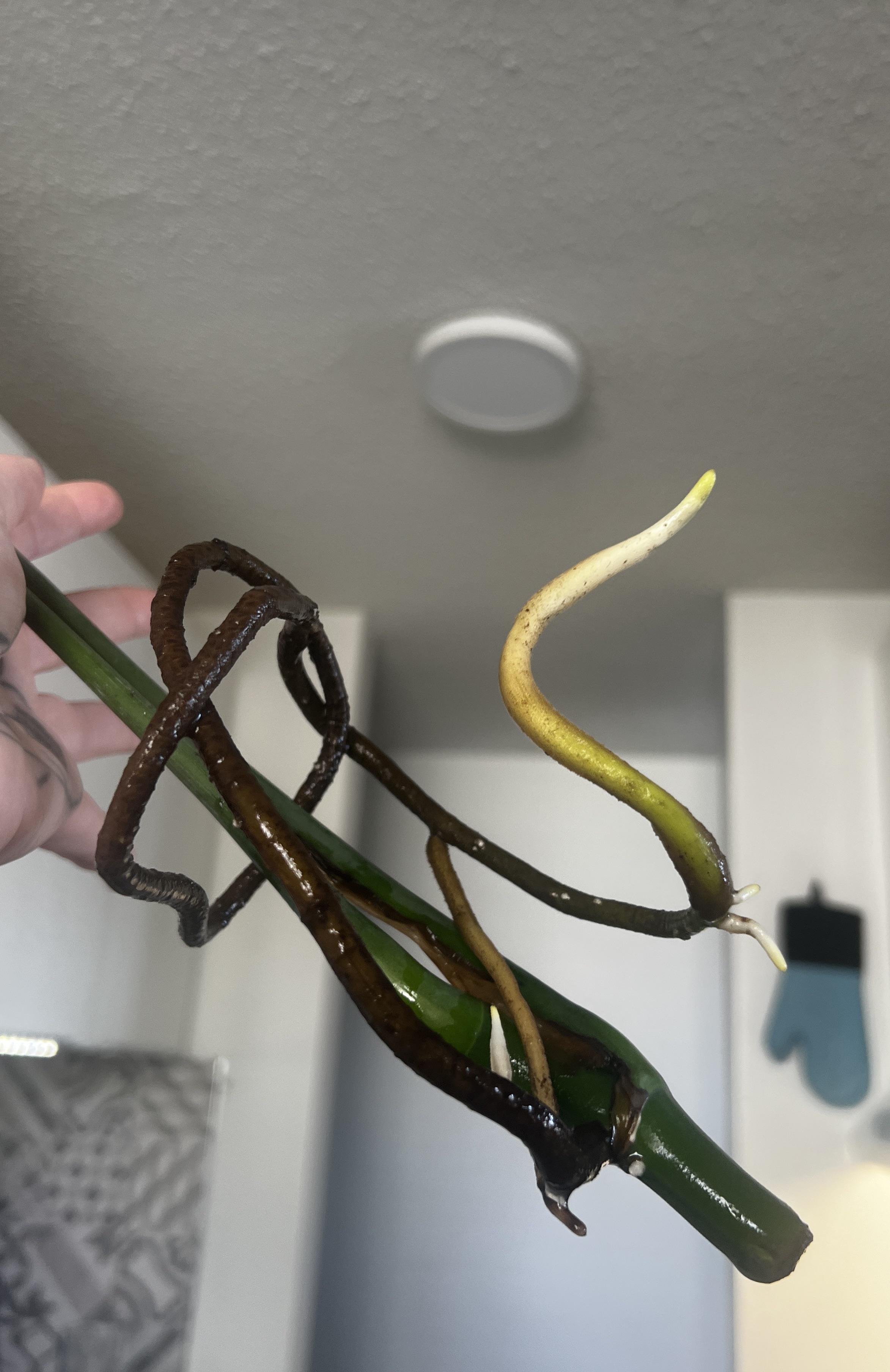 Monstera aerial root changing during water propagation | Scrolller