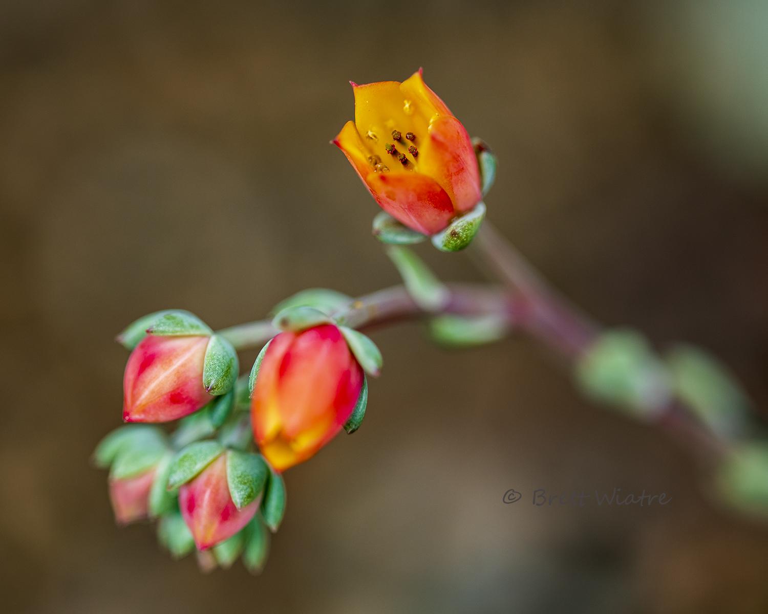 Succulent Bloom | Scrolller