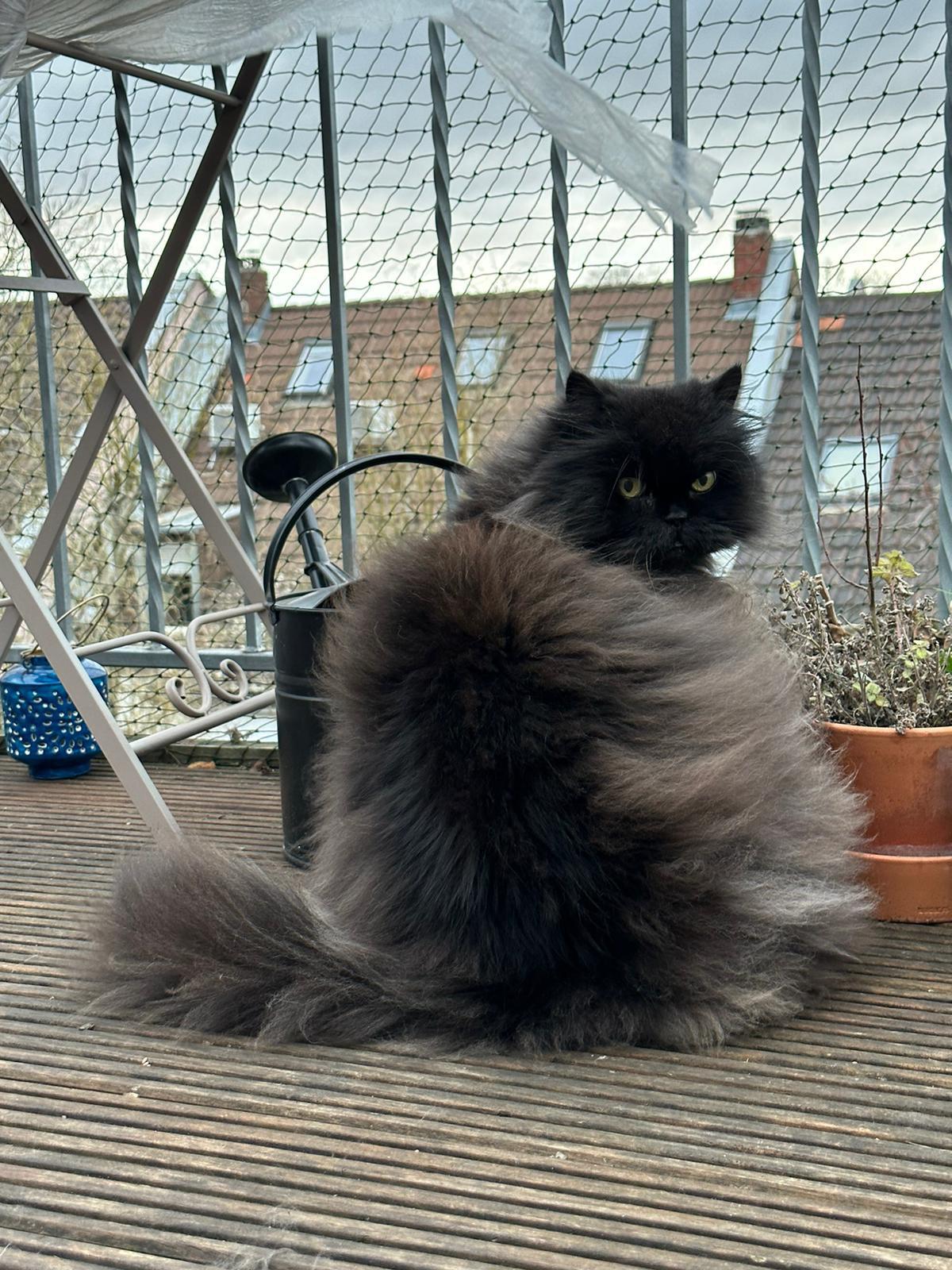 Pure fluff | Scrolller