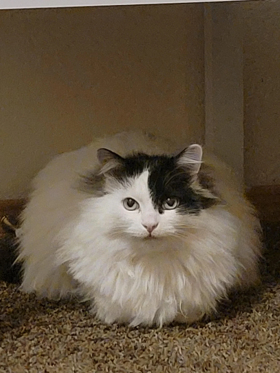 Oreo Loaf | Scrolller