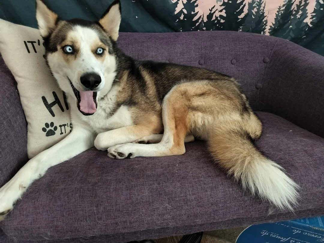 My boi on his sofa | Scrolller