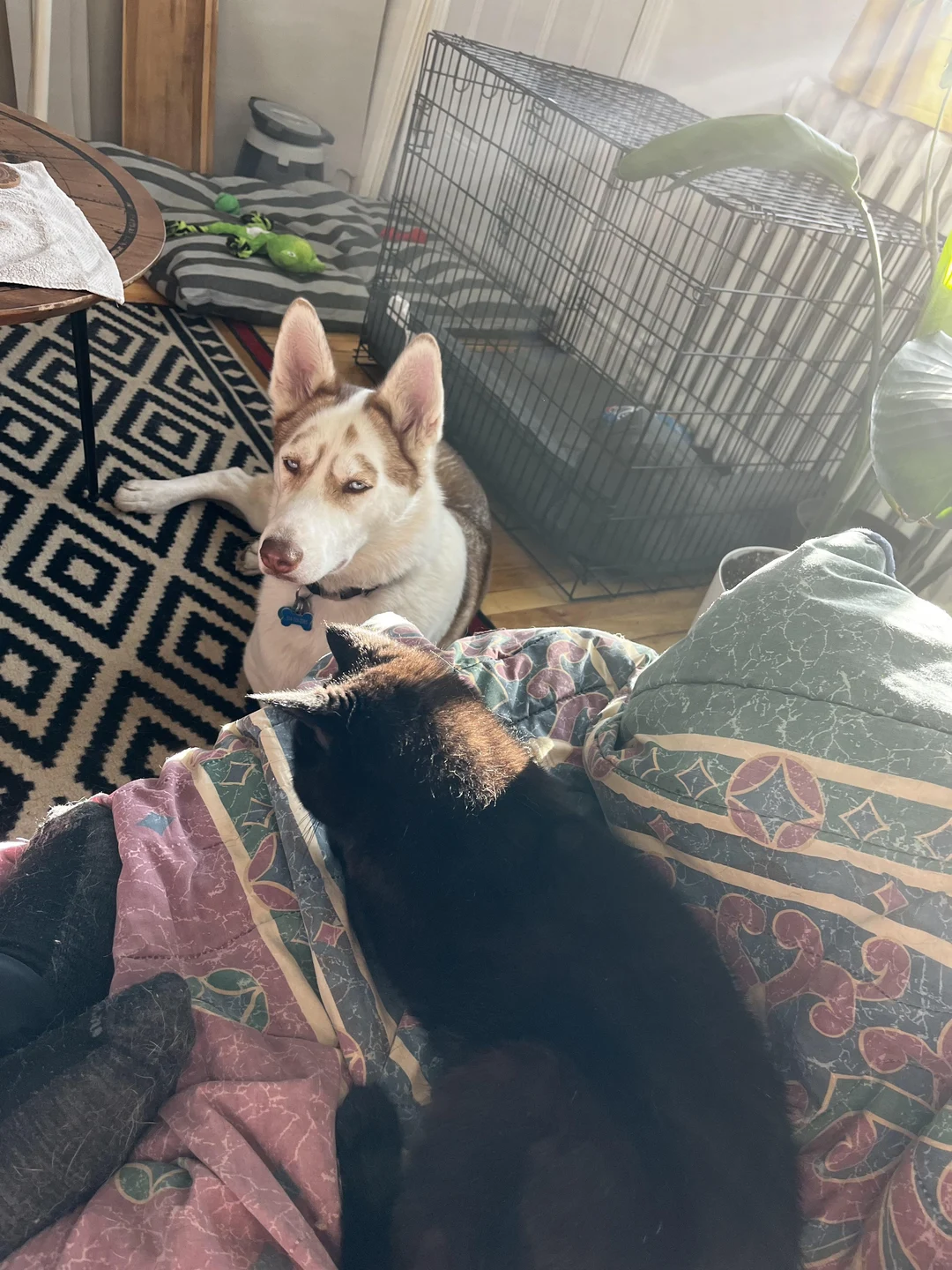 Husky Howling When I Leave | Scrolller