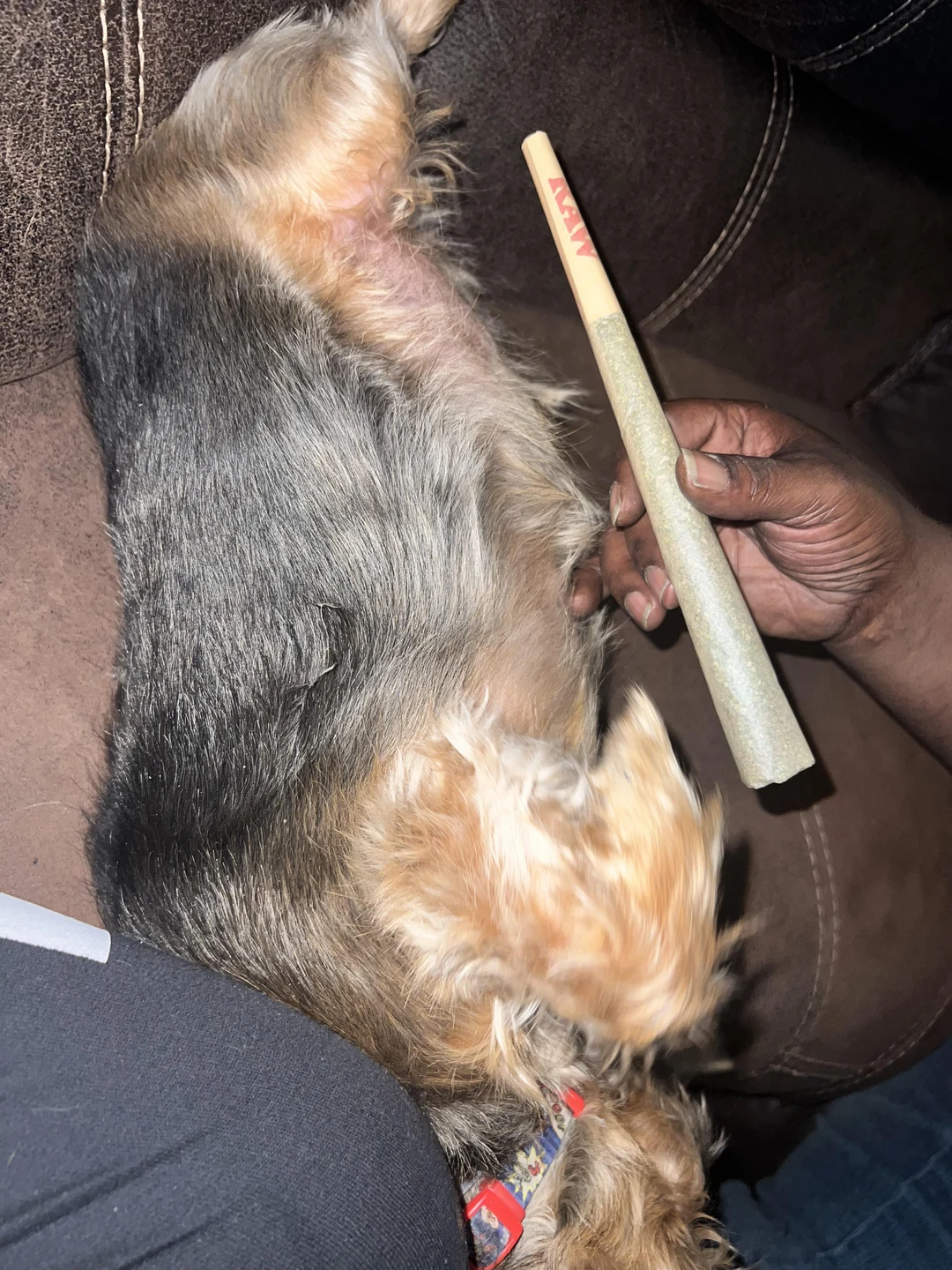 420 gang | Scrolller