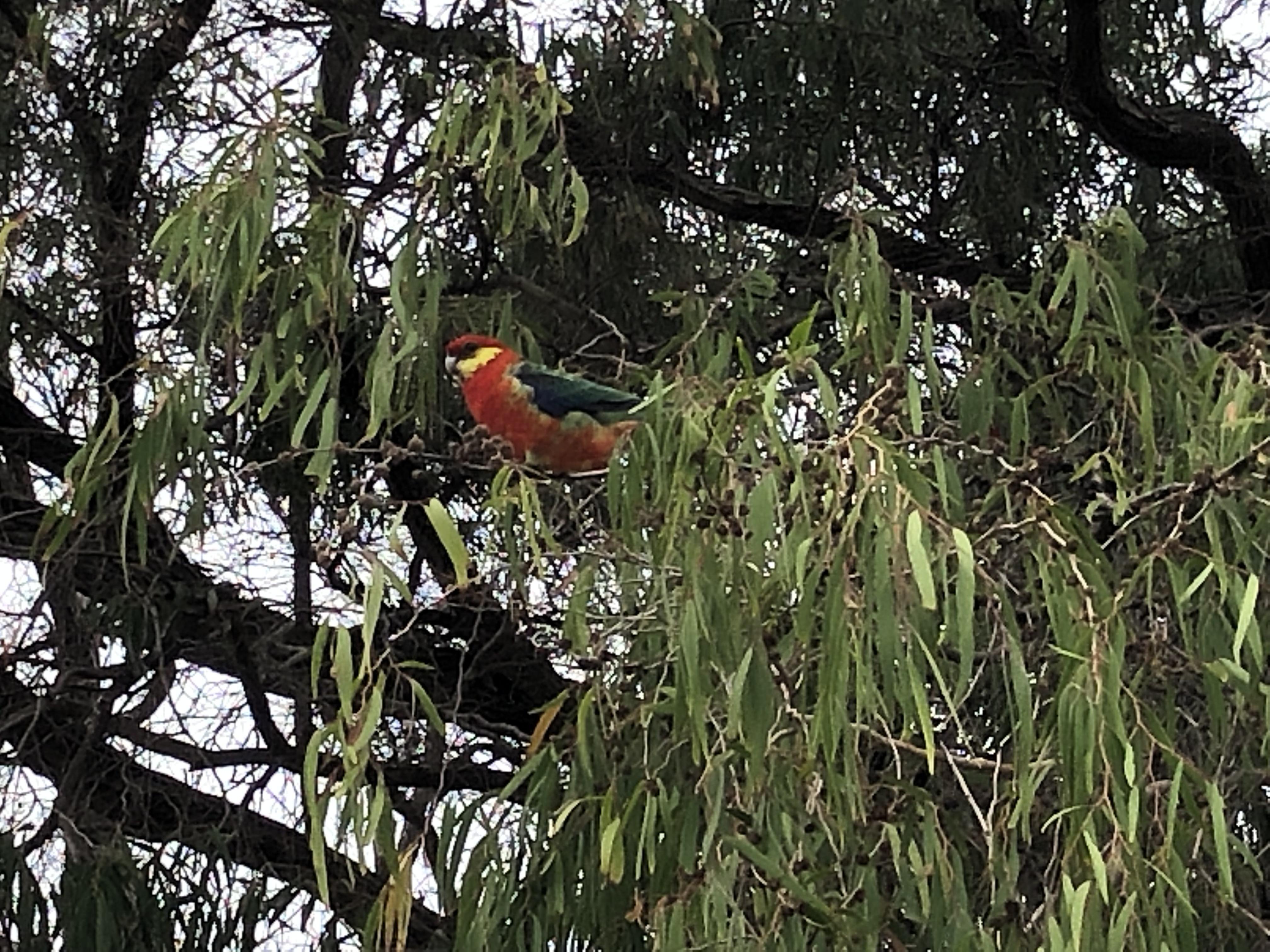 Love the striking red and yellow, of this Western Rosella. | Scrolller