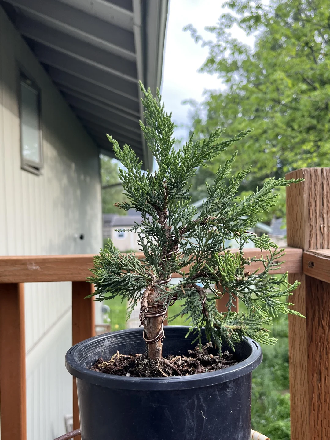 My first juniper bonsai after 3 months | Scrolller