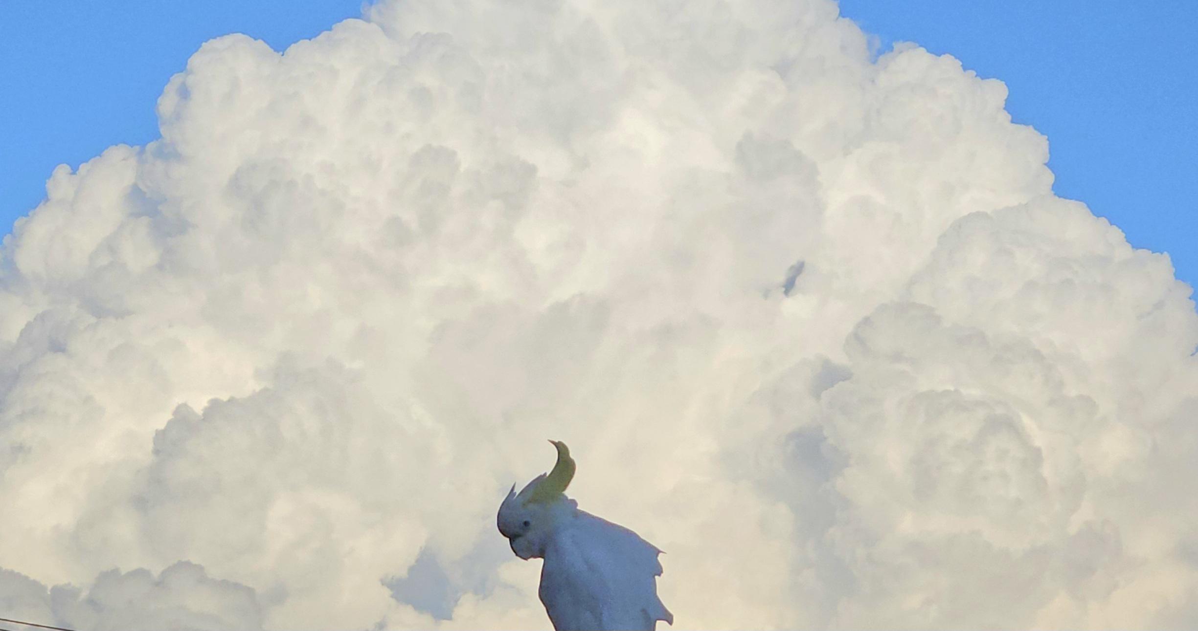 Cockatoo and cloud | Scrolller