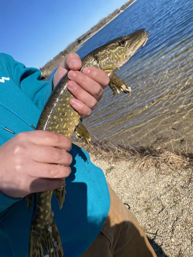 Caught my first pike today! | Scrolller
