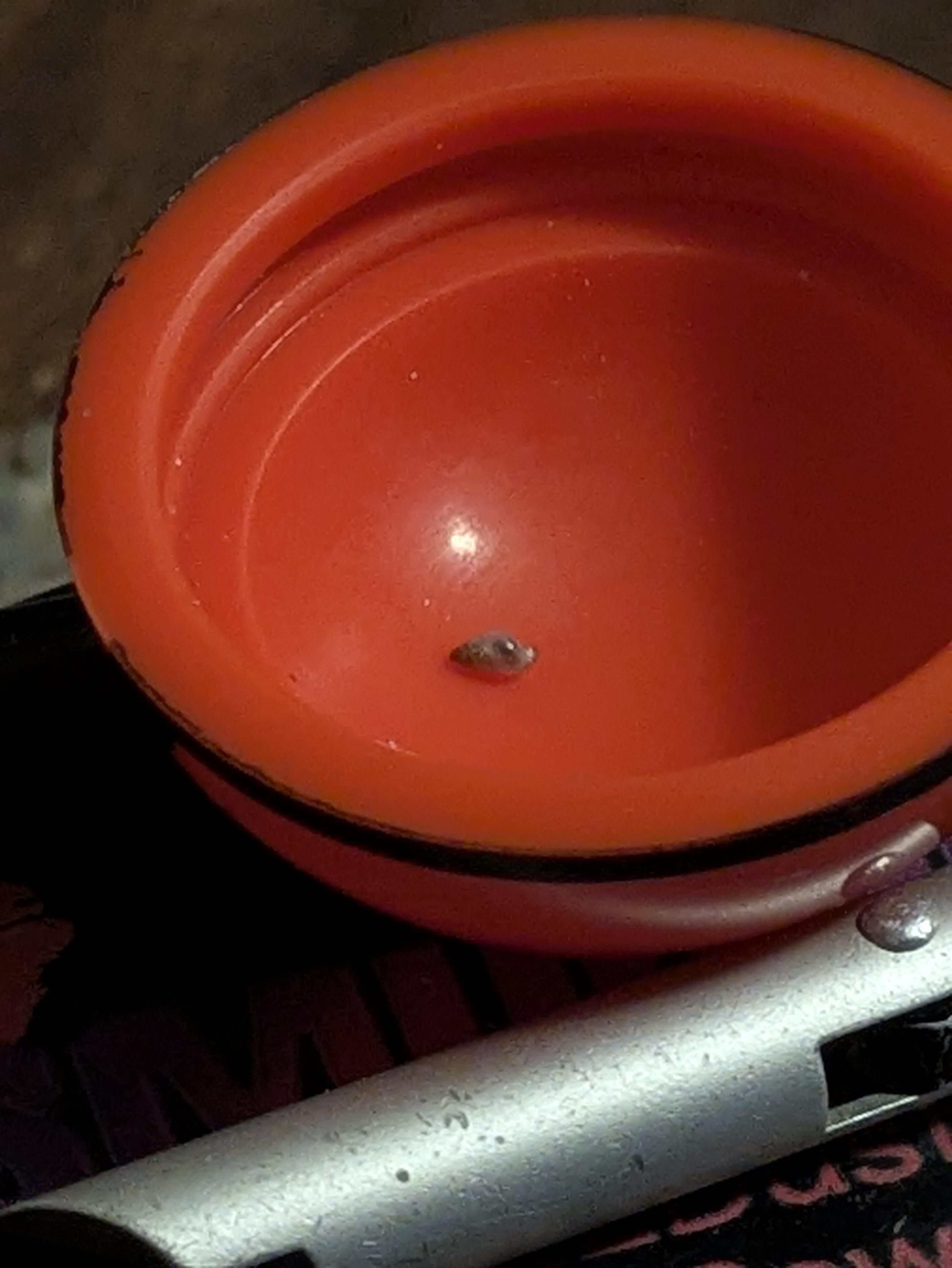 Tiniest snail ever | Scrolller