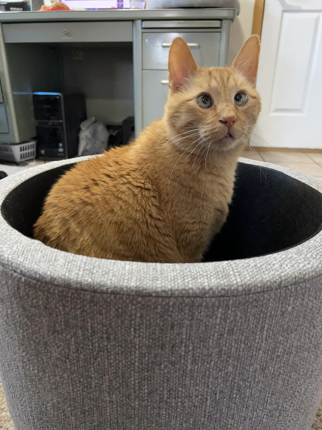 A successfully utilized fort! | Scrolller