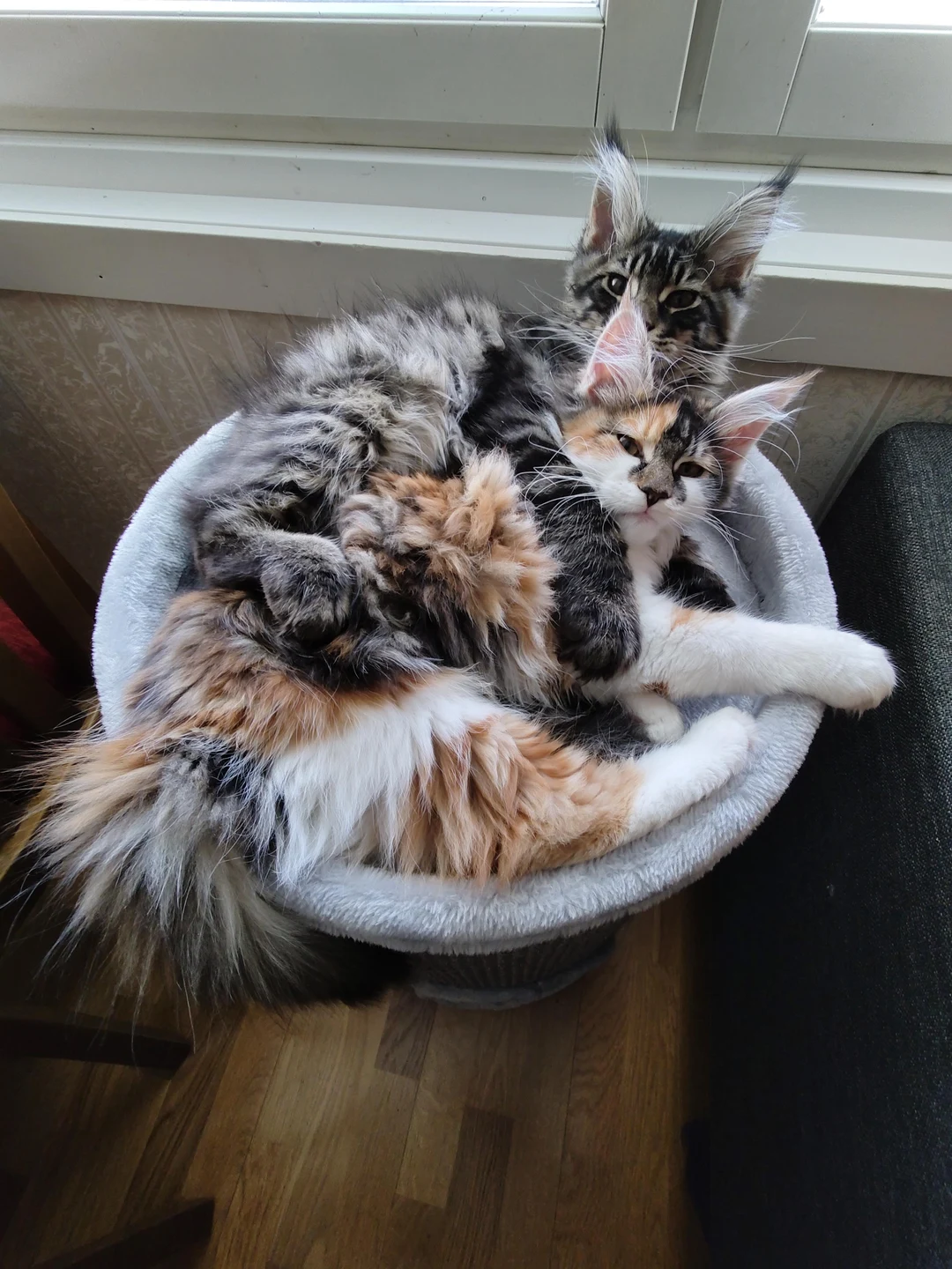 Sibling spooning | Scrolller