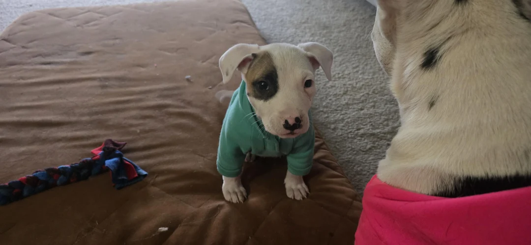 Reddit meet my new boy Rox! | Scrolller