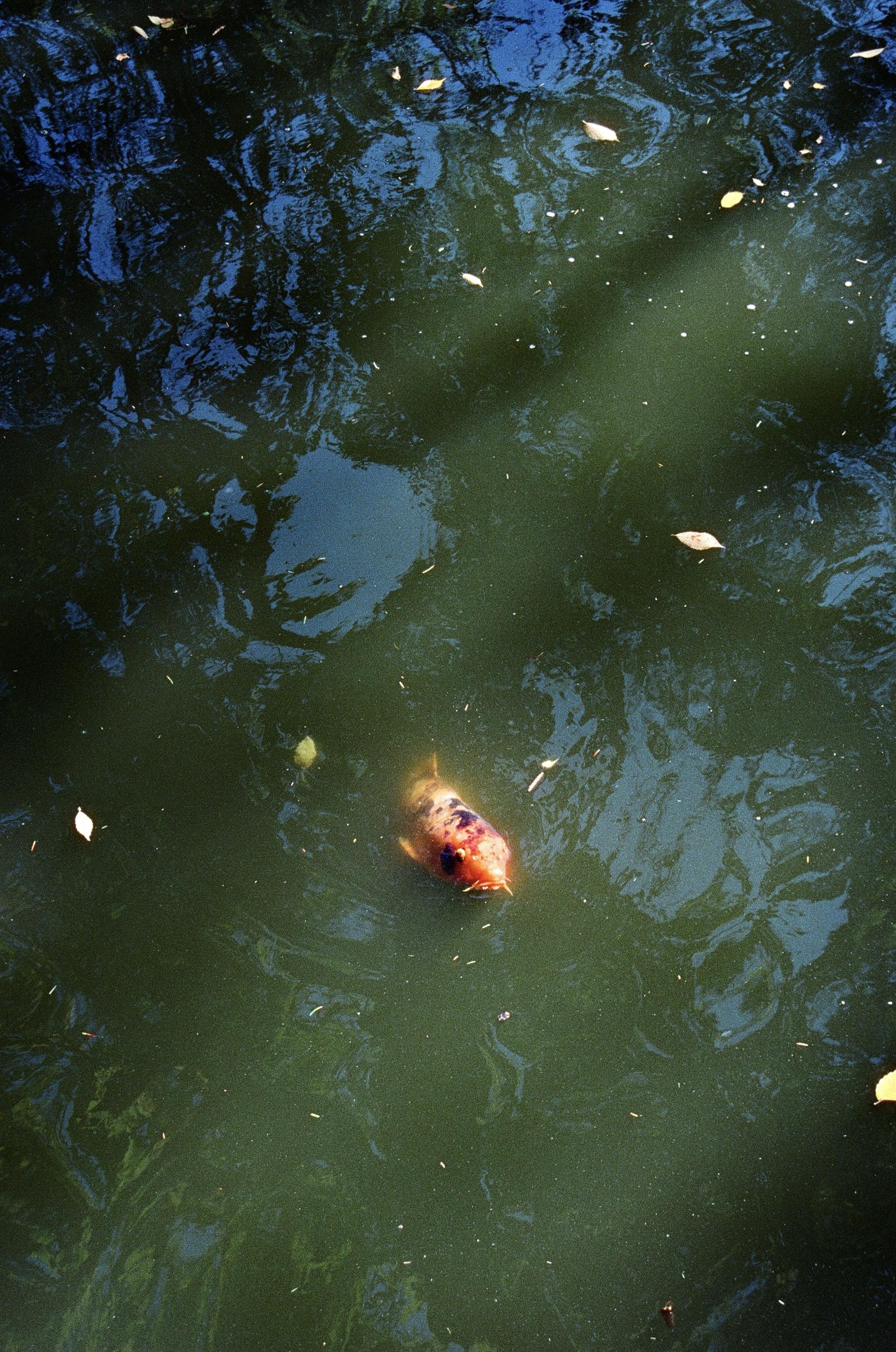 Cinestill 800t | Canon EOS Elan | Scrolller