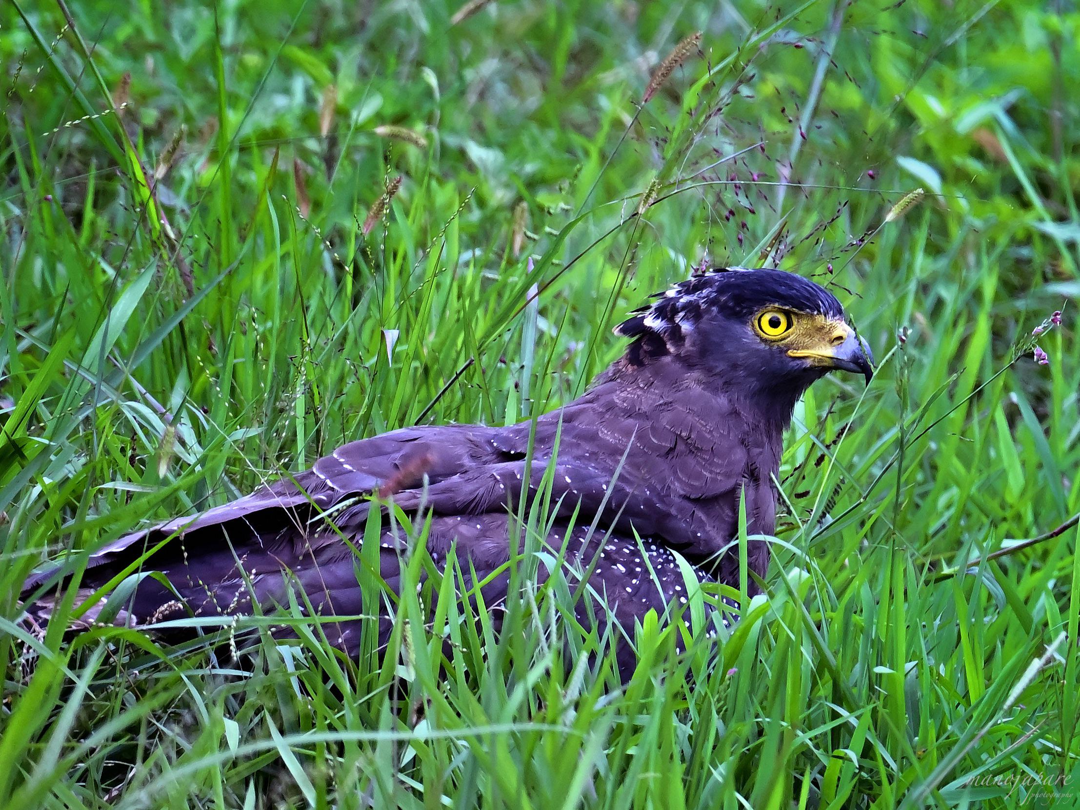 Serpent Eagle on hunt | Scrolller