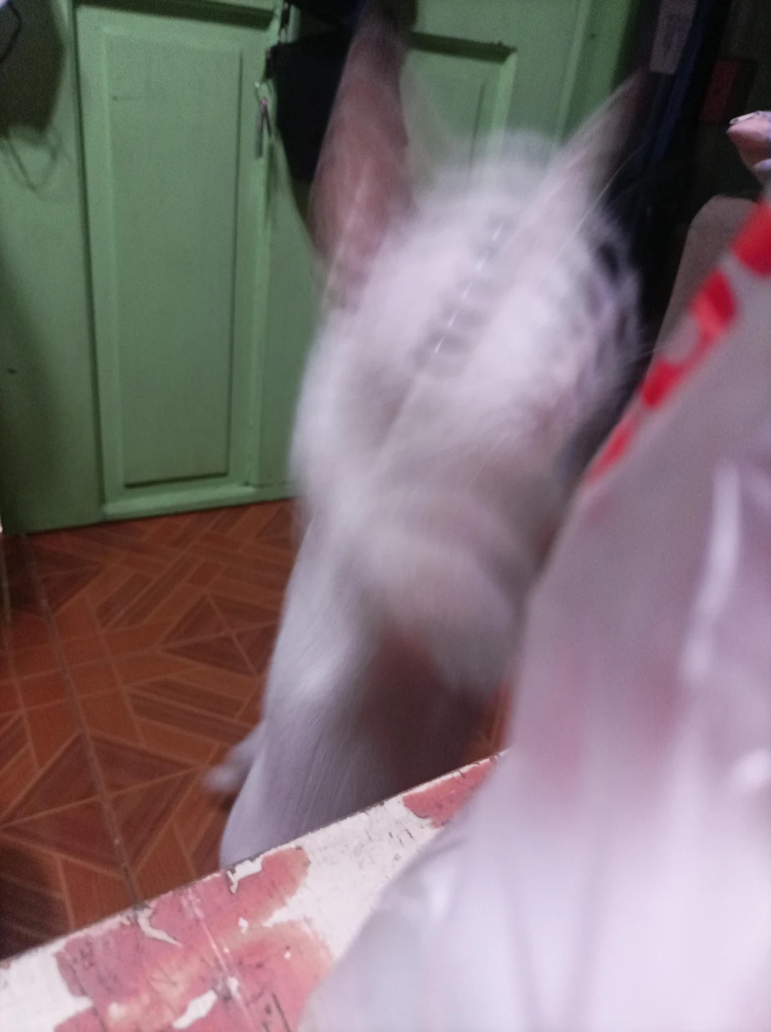 Blurry picture of a cat | Scrolller