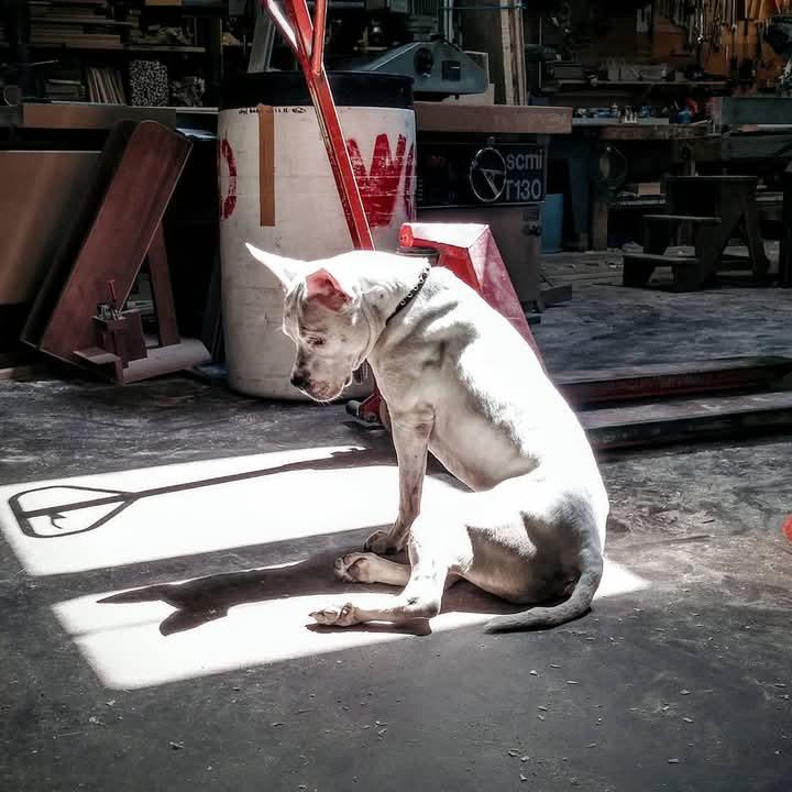 Shopdog, the Sequel | Scrolller