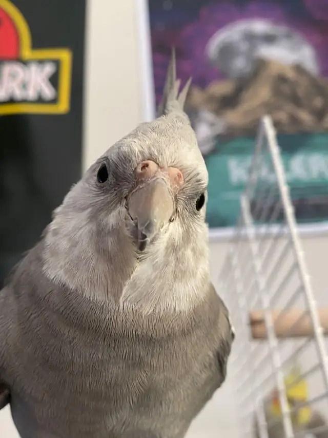 Looking at my baby front on makes me laugh | Scrolller