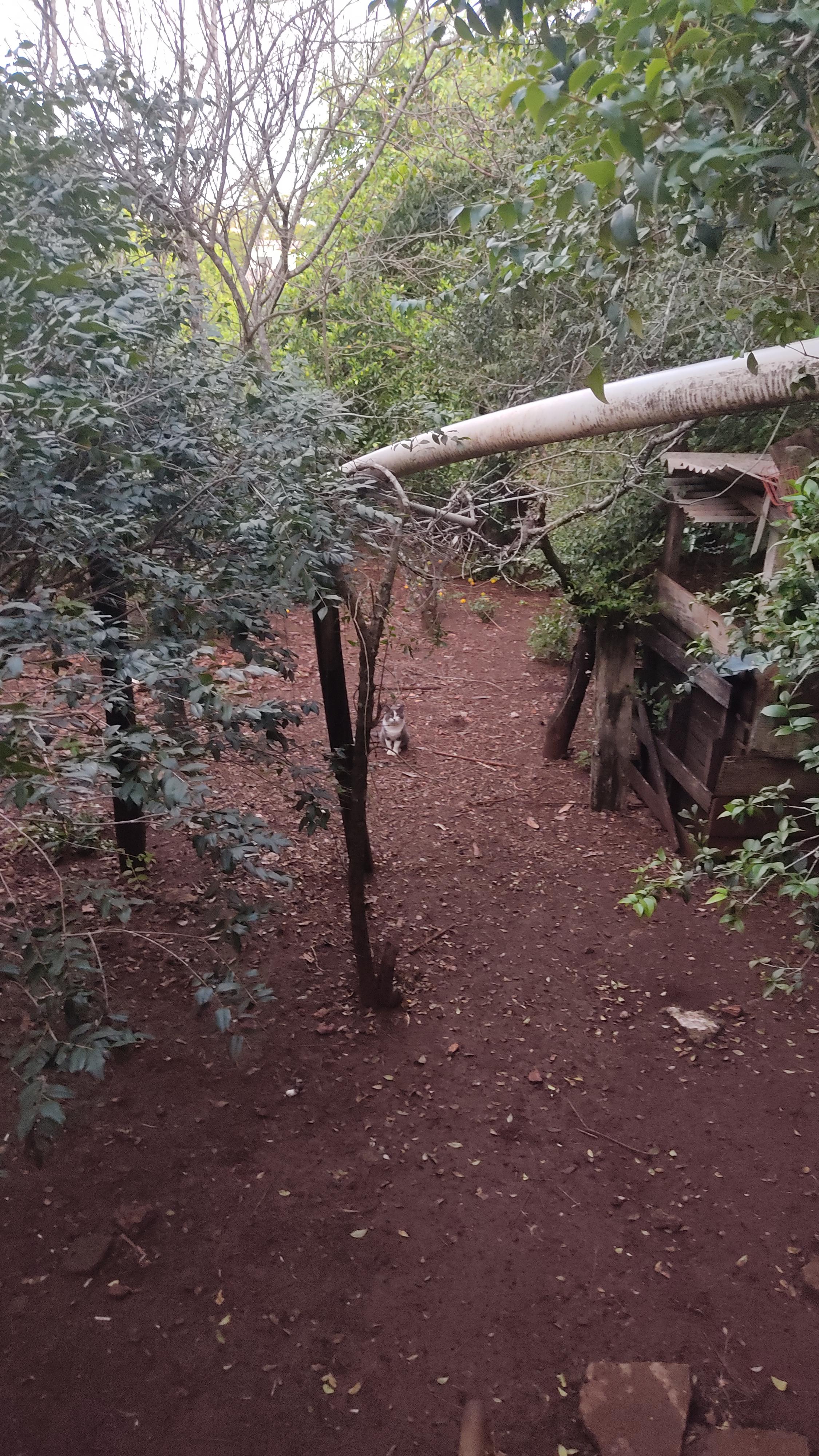 Hi kitty, do you come here often? | Scrolller