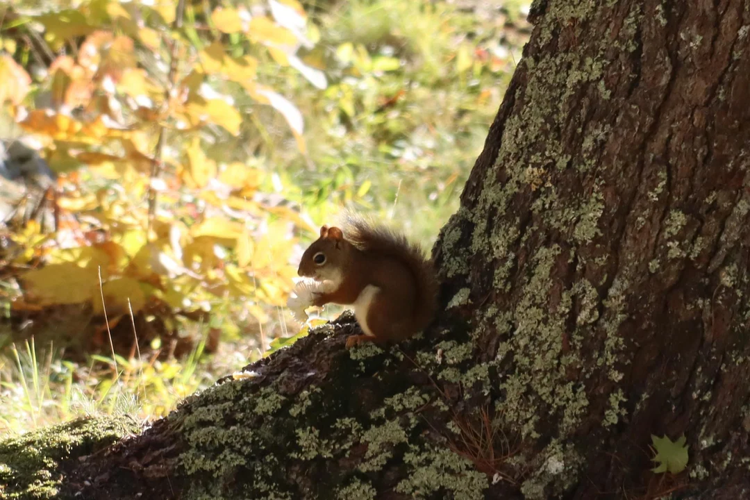 Cutie Pie Red Squirrel, Chomping Mushroom Cap (So. Maine, mid-Oct.) | Scrolller