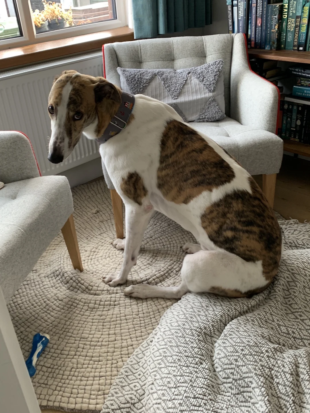 Newly rescued - Expert bed fail | Scrolller