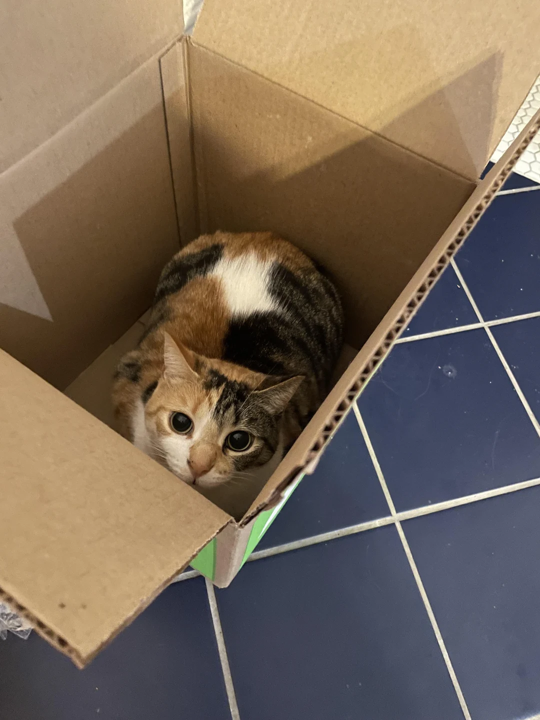 Discover more like TheCatTrapIsWorking: Initiating pounce sequence in 3… 2… and Related Content ...