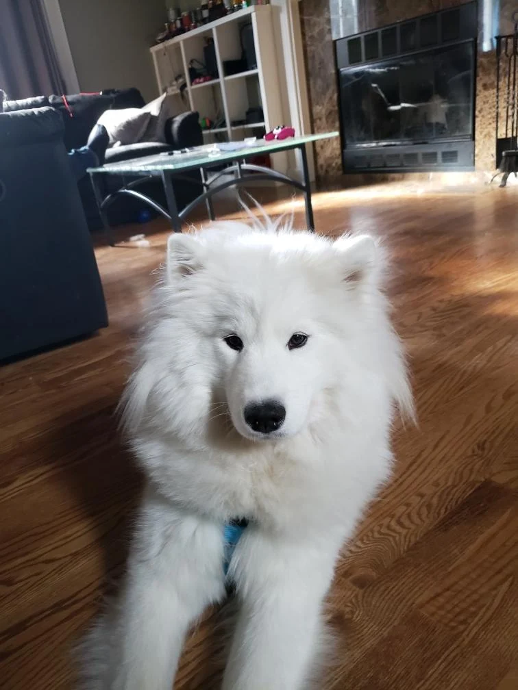 Miku being a floof | Scrolller