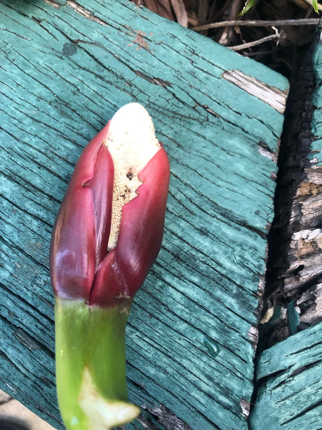 What is this plant? | Scrolller