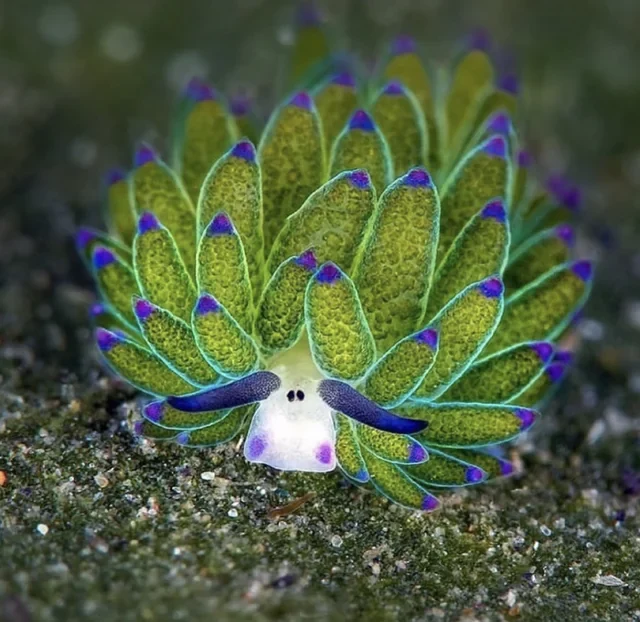 The Leaf Sheep Sea Slug | Scrolller