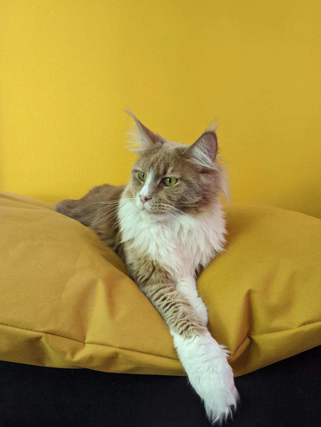 Beautiful floof | Scrolller