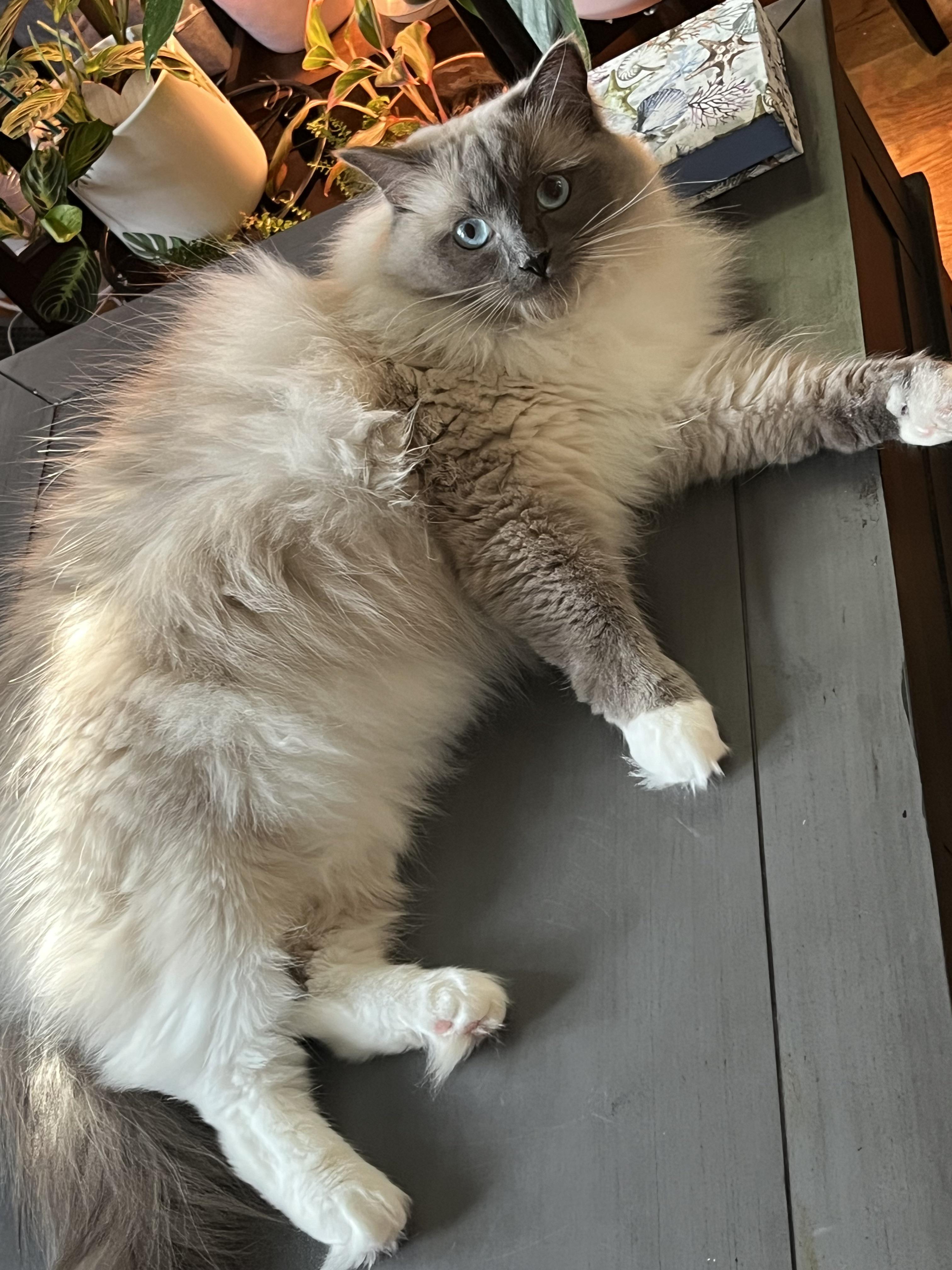Floofy toe fluffs | Scrolller