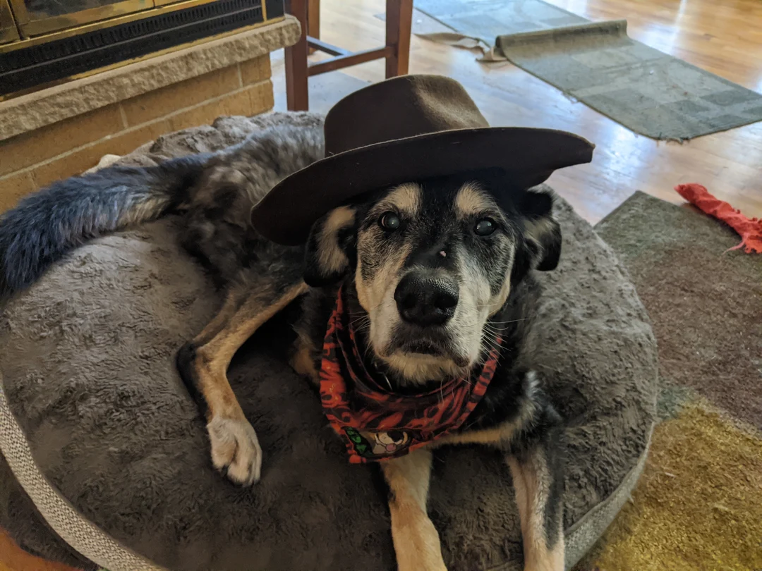 Howdy human | Scrolller