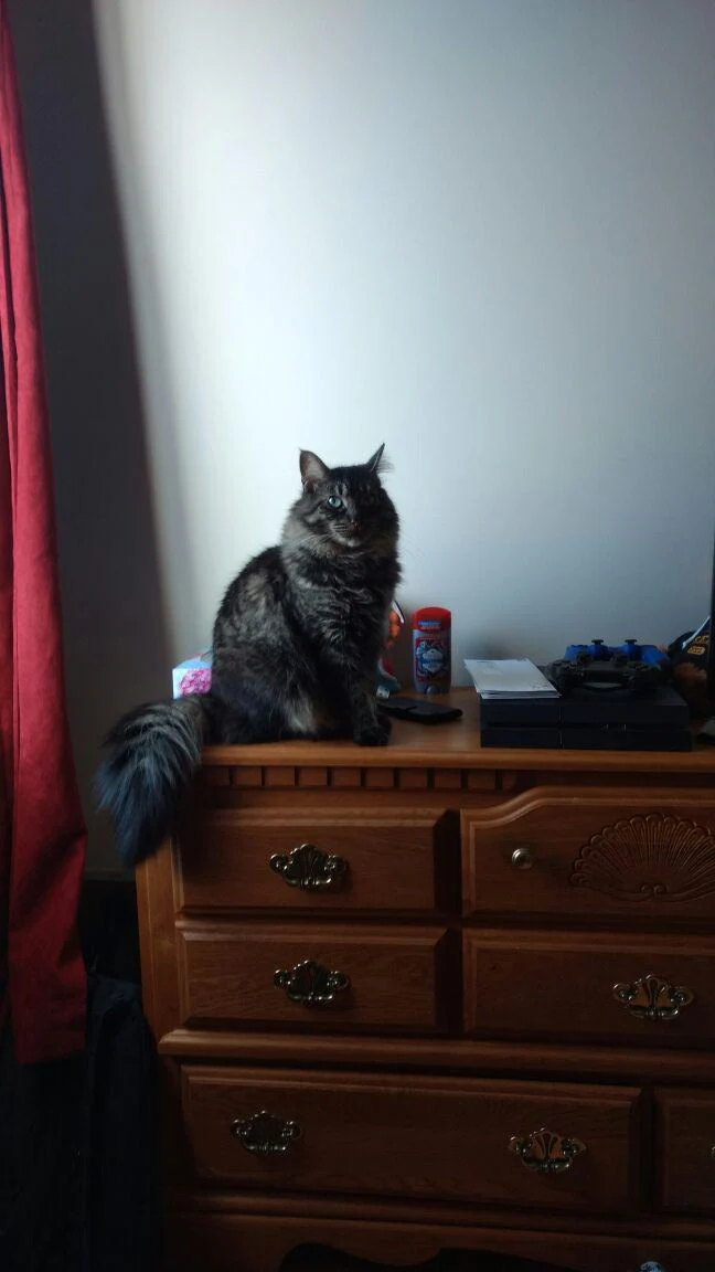 Steve looking regal | Scrolller