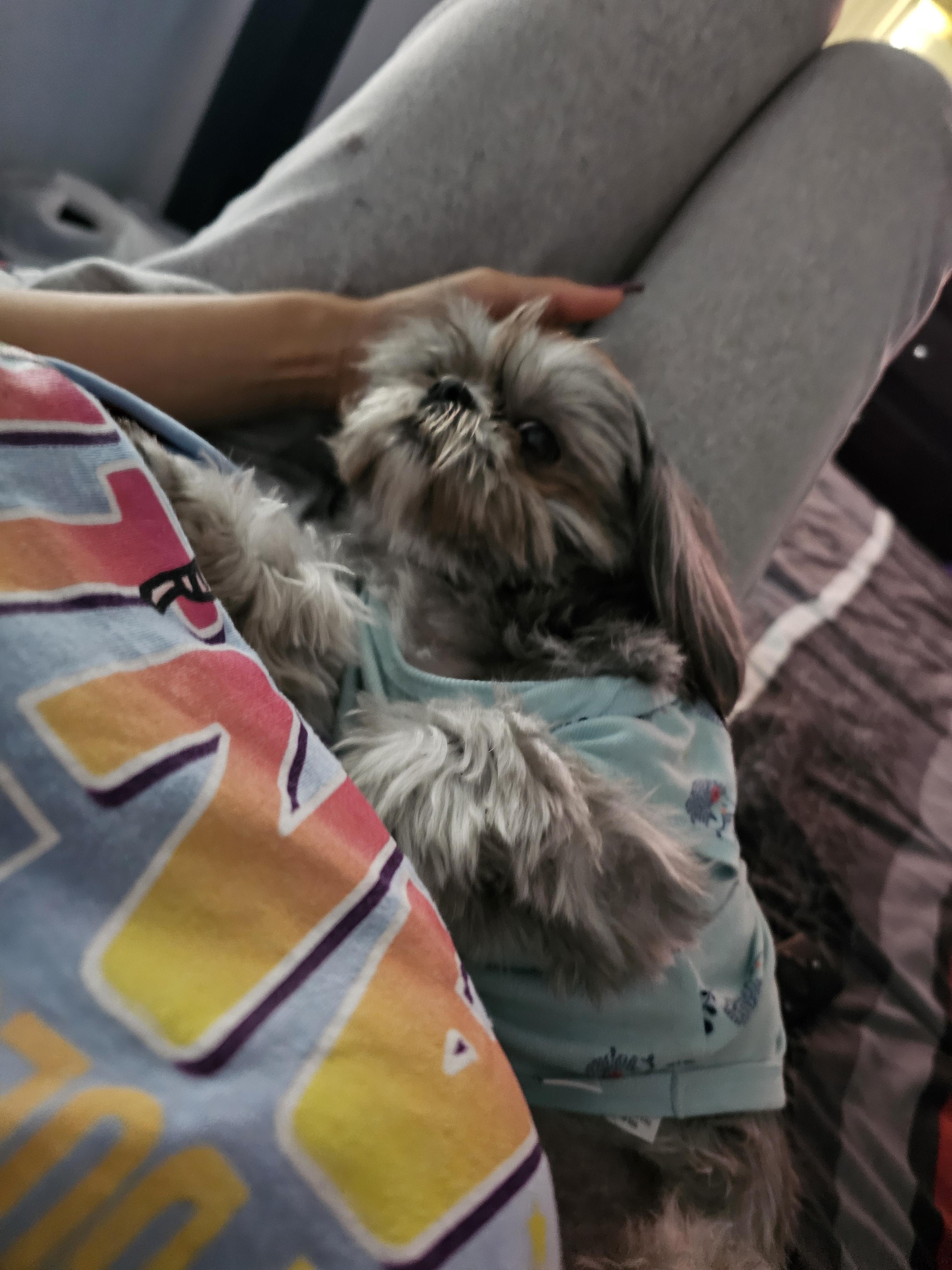 Rumi wants cuddles now | Scrolller