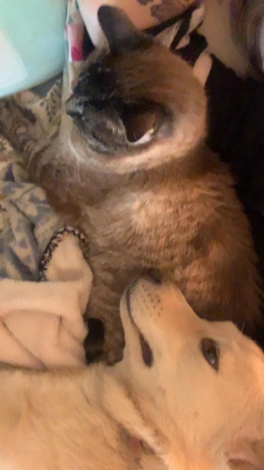 cuddle pile | Scrolller