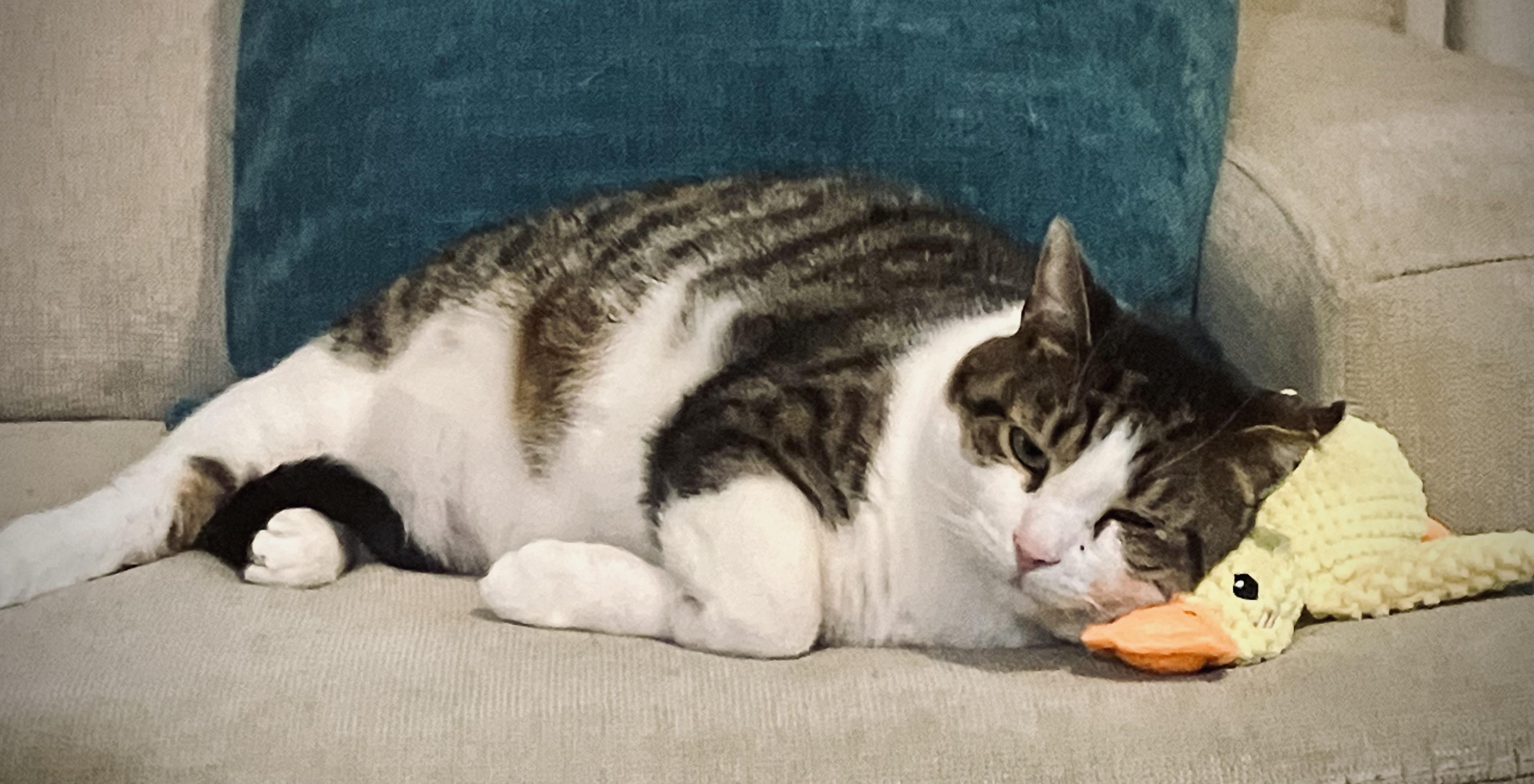 Capt. Jack Sparrow | Scrolller