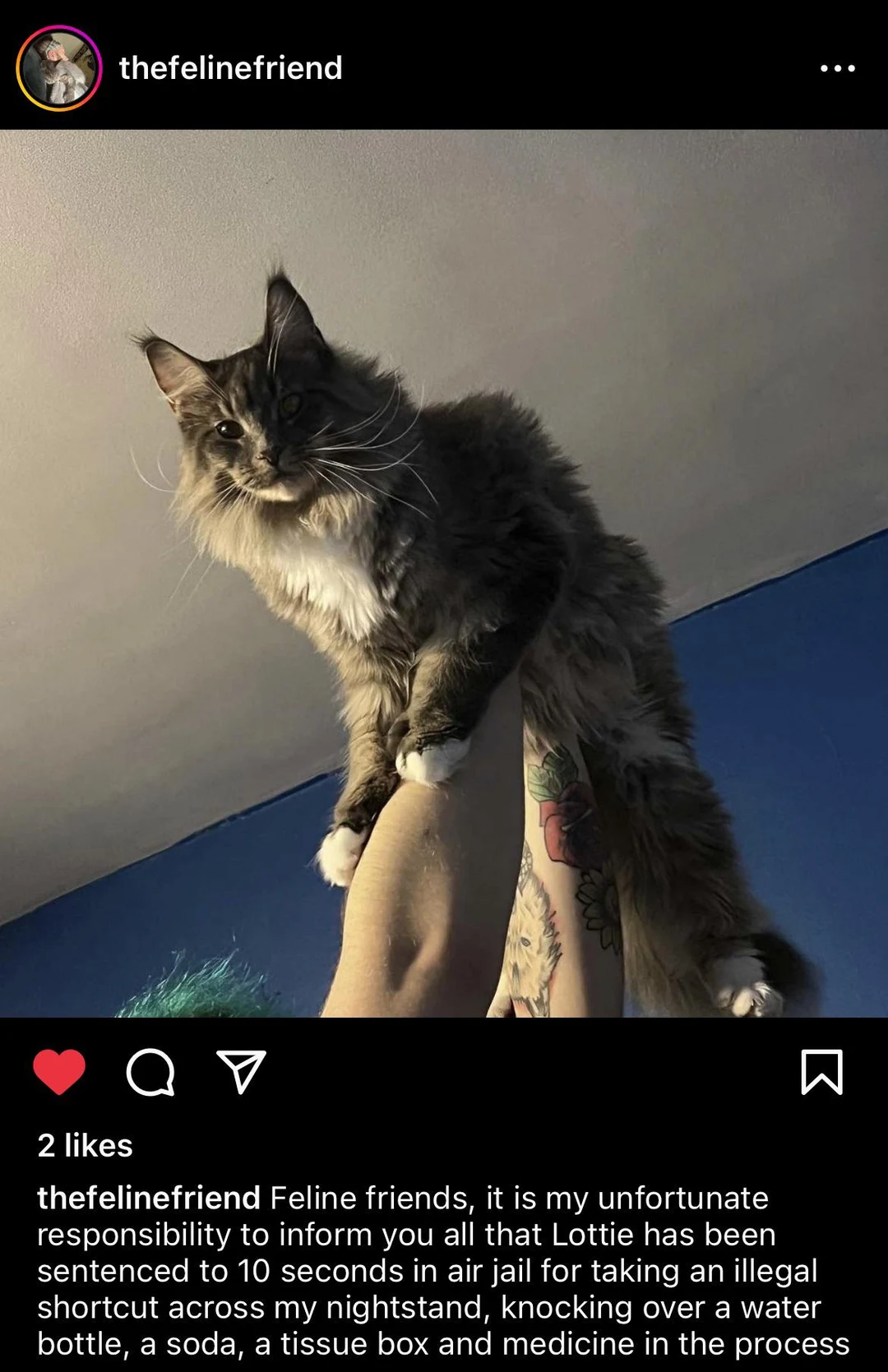 Free Lottie! | Scrolller