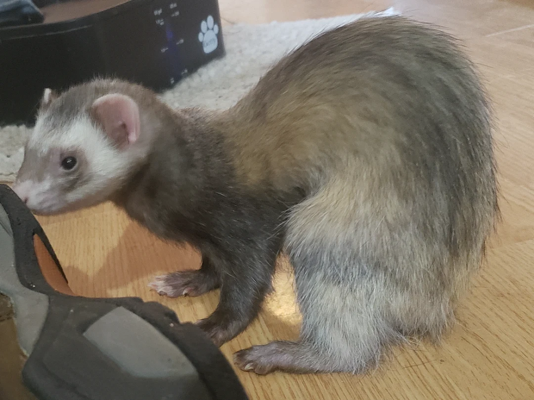 Brindle Ferret?! | Scrolller