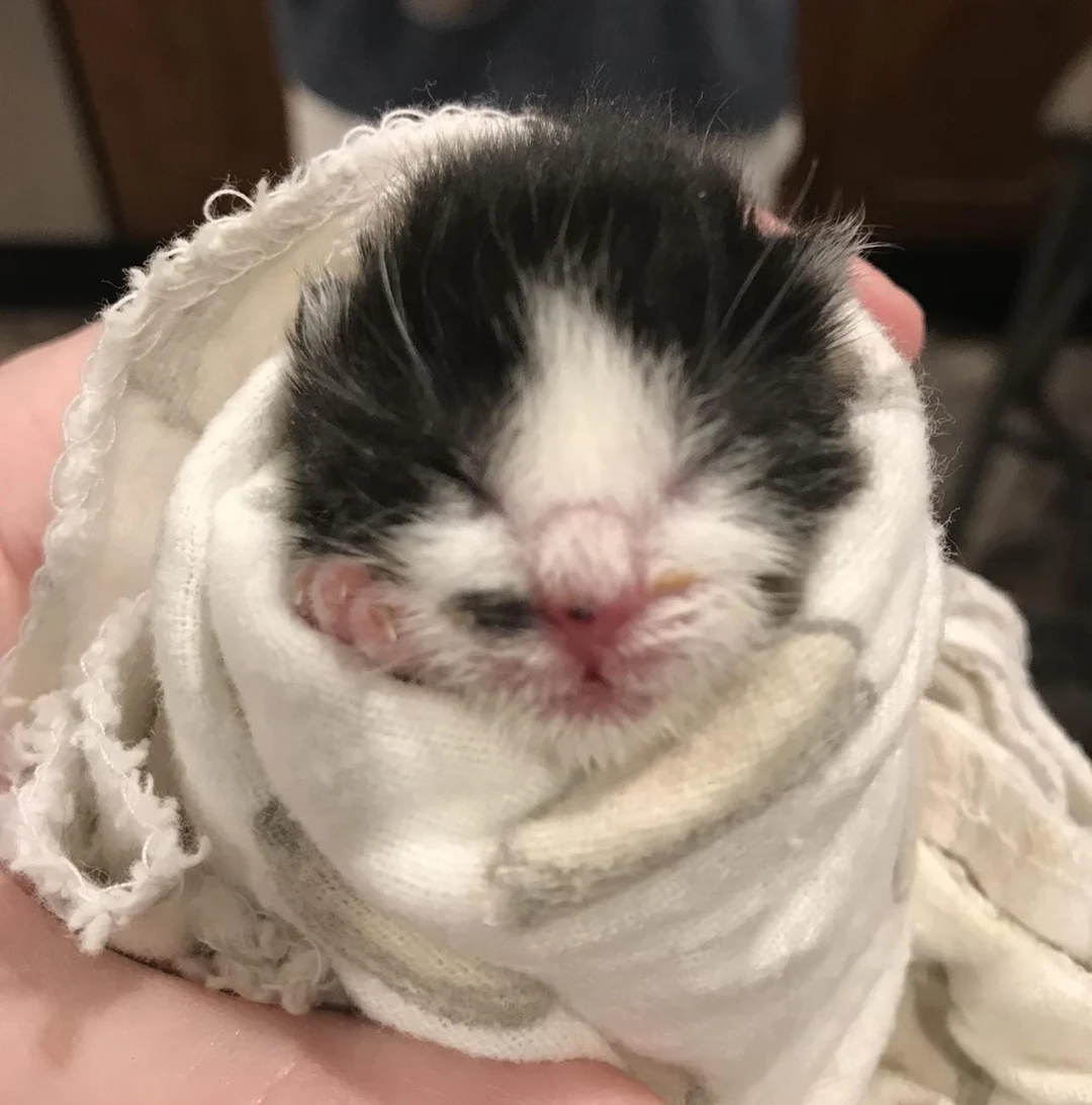 OC Foster Purrito | Scrolller