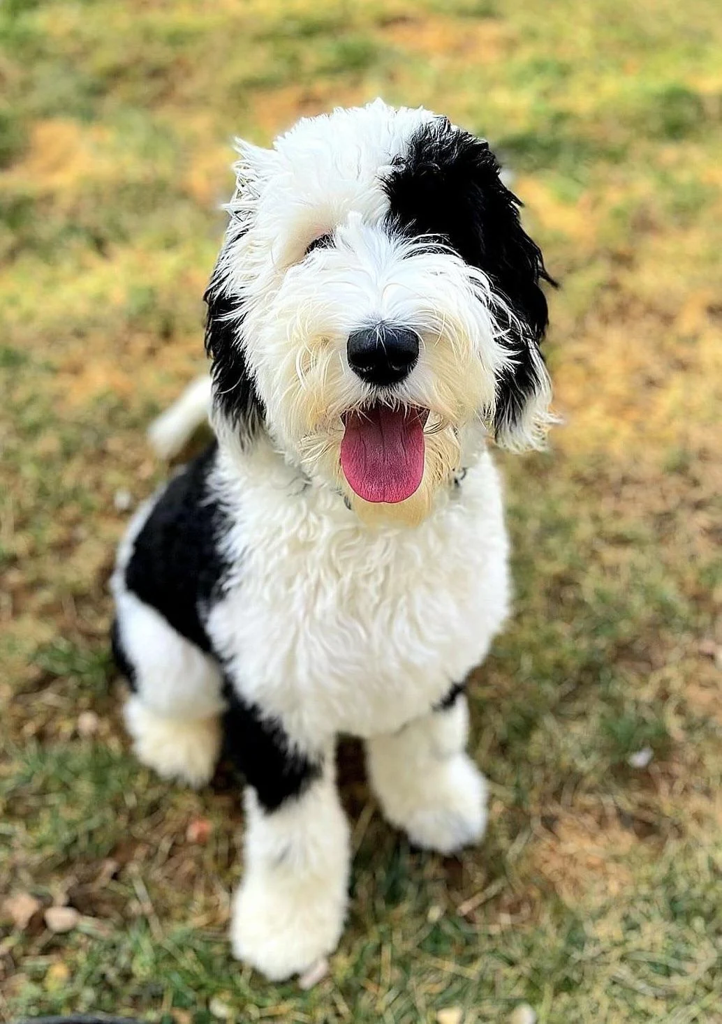 Meet Phoebe | Scrolller