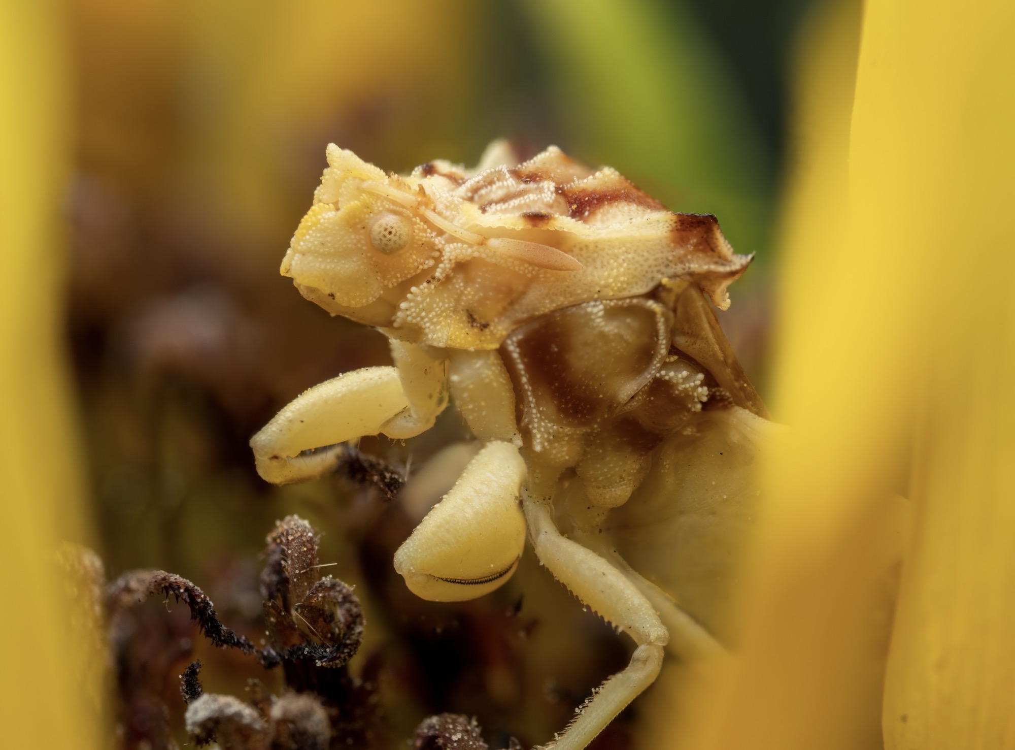 Ambush Bug lookin’ sneaky | Scrolller