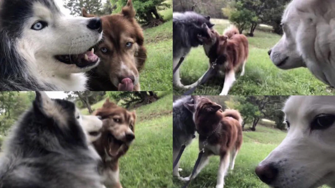 My 3 funny Huskies | Scrolller