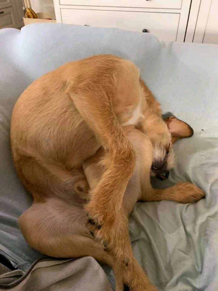 He has a special way of sleeping | Scrolller