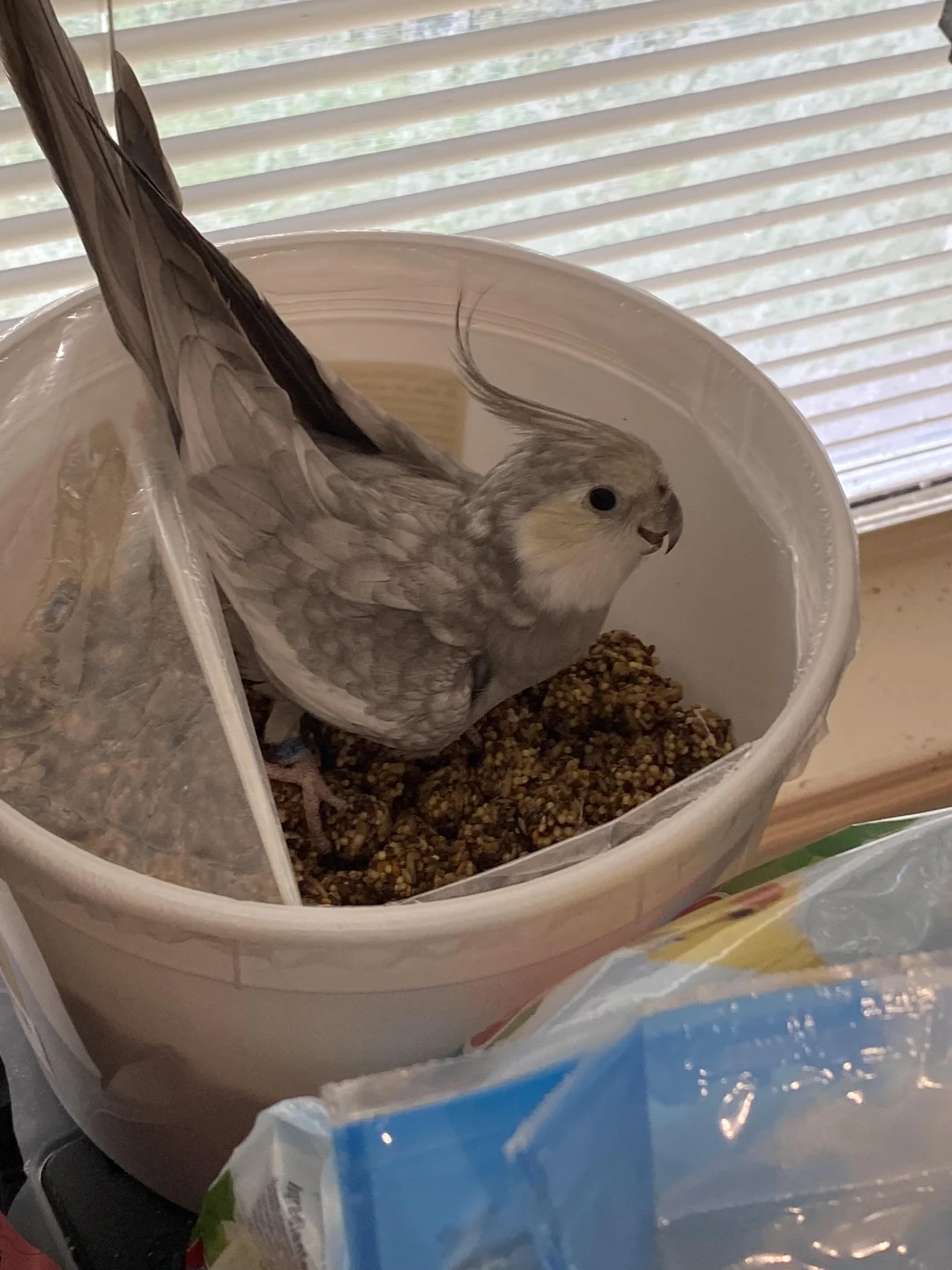 Under arrest for seed robbery! | Scrolller