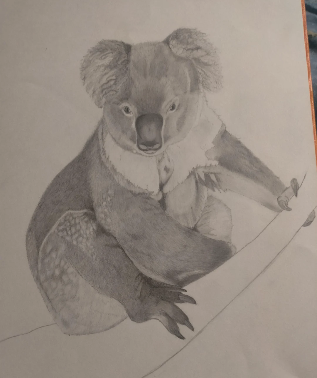 Koala drawing | Scrolller
