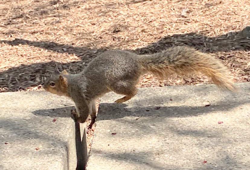 Discover more like Squirrels: Squirrel misses step and Related Content | Scrolller