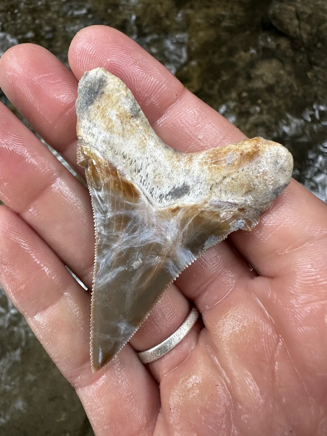 Amazing angustidens shark tooth | Scrolller