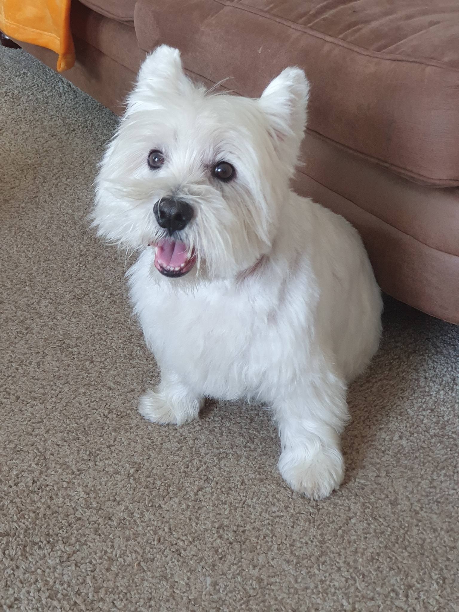 Our Westie | Scrolller