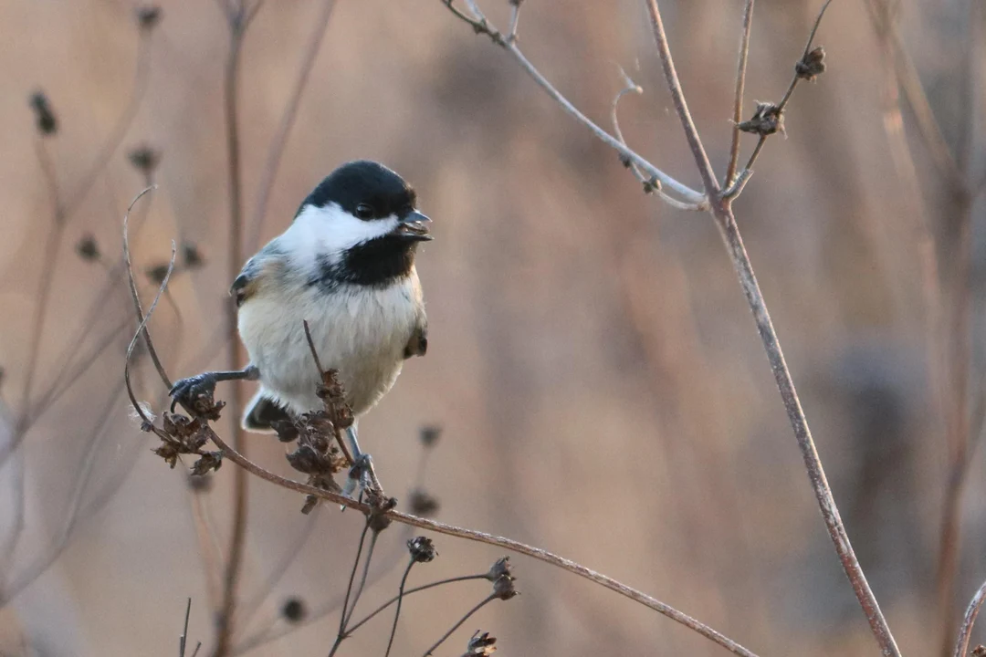 Winter birds: Black-capped Chickadee | Scrolller