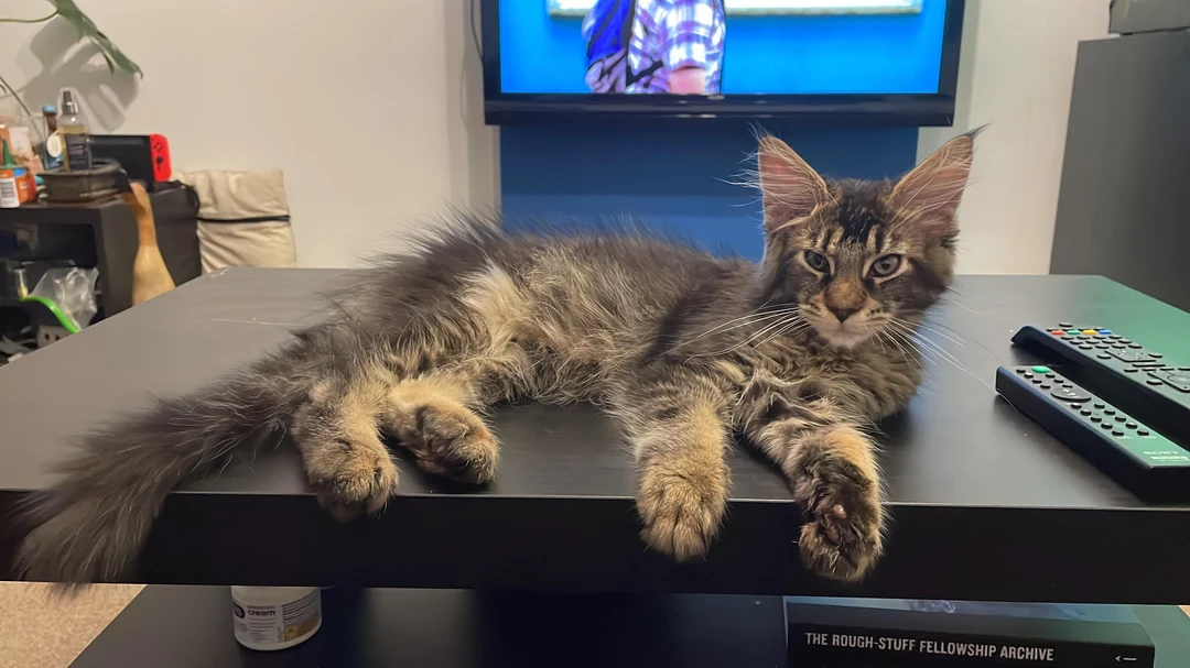 Meet Nacho | Scrolller